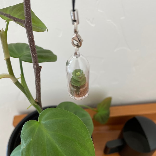 Desert - Terrarium Live Succulent Plant Flower in a Tiny Transparent ...