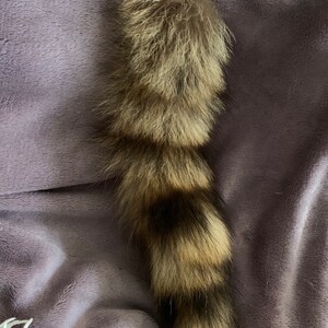Raccoon Tails Raccoon Tail Keychain Taxidermy Keychain Raccoon Tail ...