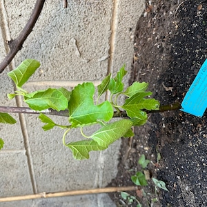 Mulberry contorted Mulberry - Etsy