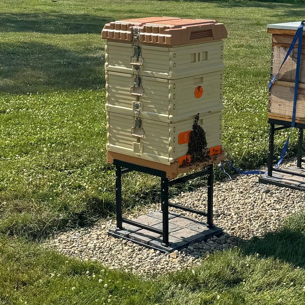 Monarch Butterfly Raising Kit Butterfly Raising Kit, Milkweed Floral ...