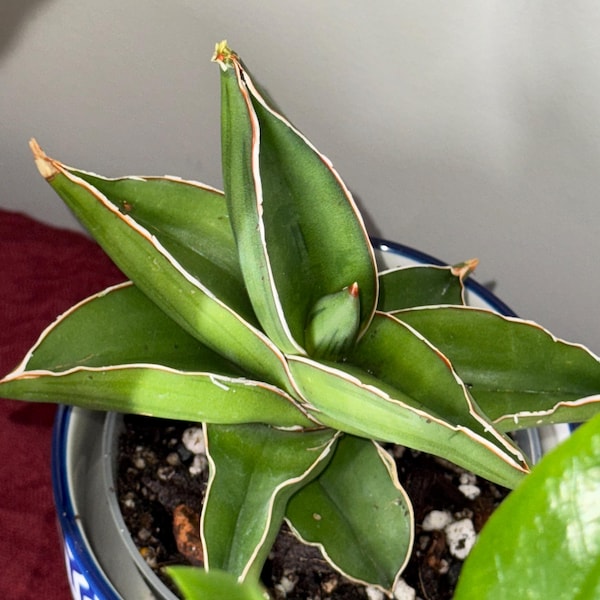 Samurai Snake Plant, Dracaena Hanningtonii, Dwarf Sansevieria, Rare ...