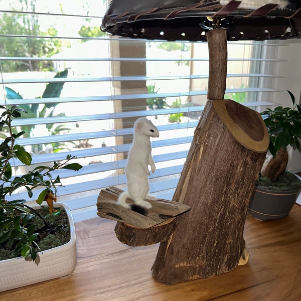 Bull Steer Cow Skull European Mount Taxidermy Texas Skeleton Bone ...