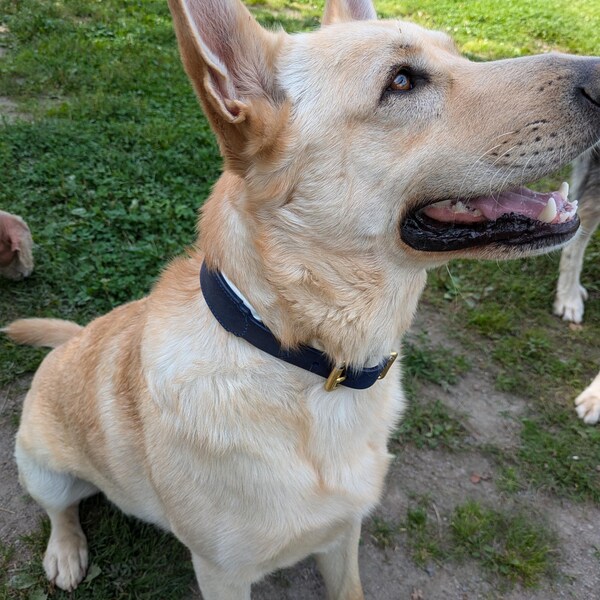 Noseband With Chain Lazypony, Handcrafted Cavesson With Chain, Metal ...