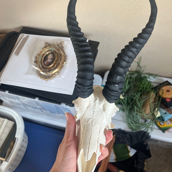 Large Male AFRICAN LION SKULL Replica Taxidermy Home Decor Interior ...