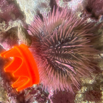 Sea Urchin Hat 6 Pack Top Hat, Crown, Cap, Magician Hat, French Cap ...