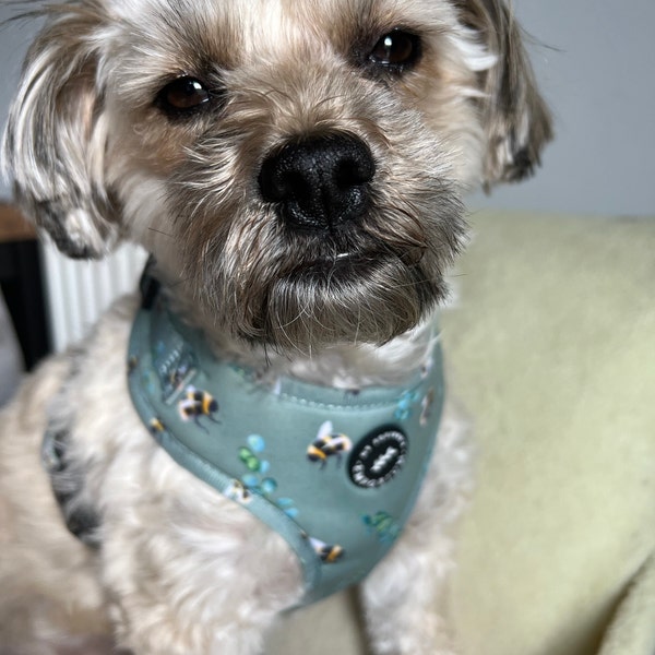 Cute as Can Bee Dog Harness - Etsy