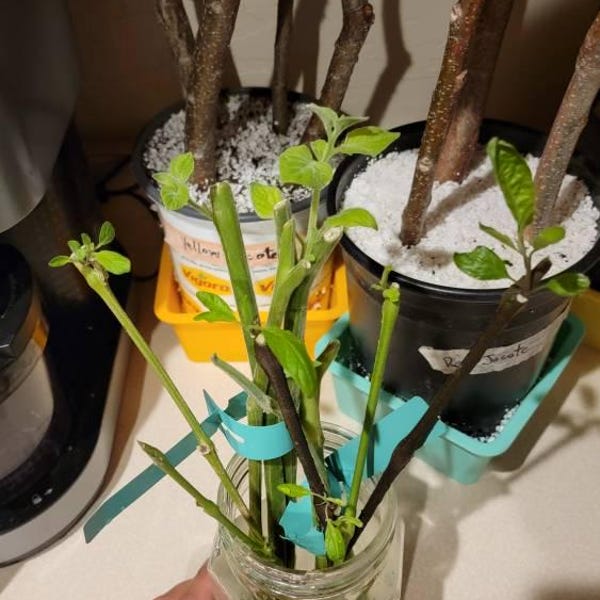 20 Seeds of the Rare Tamarillo Variety 'camo'. Tree Tomato. - Etsy