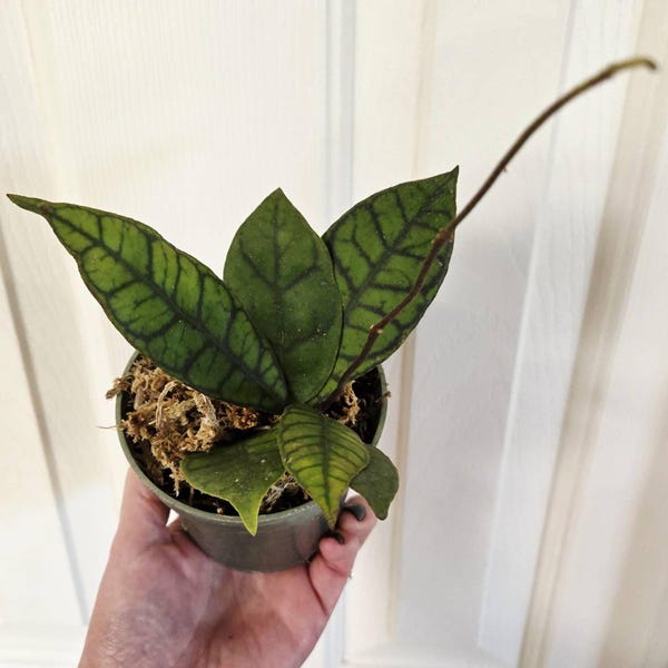 Hoya Callistophylla | Live Indoor & Outdoor Tropical House Plant ...