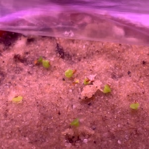 Lithops Aucampiae 'jackson's Jade' C395, 10 Seeds - Etsy