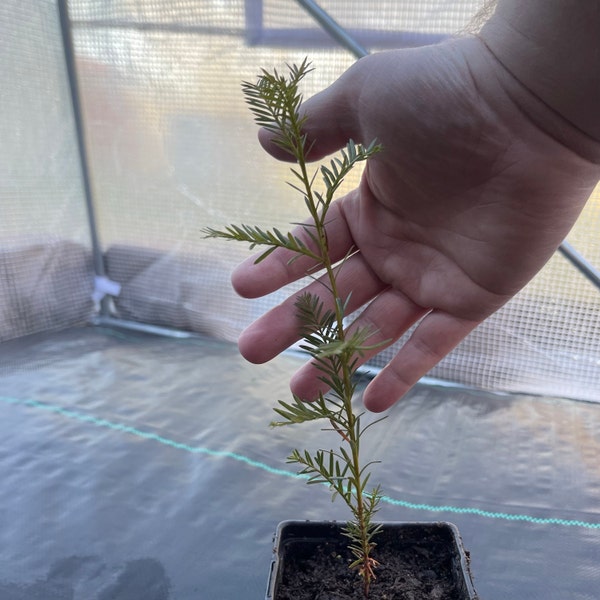 Coast Redwood | Small Tree Seedling | the Jonsteen Company - Etsy