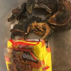 Dry Snails- Jumbo & Extra Jumbo-5pieces/pack - Etsy