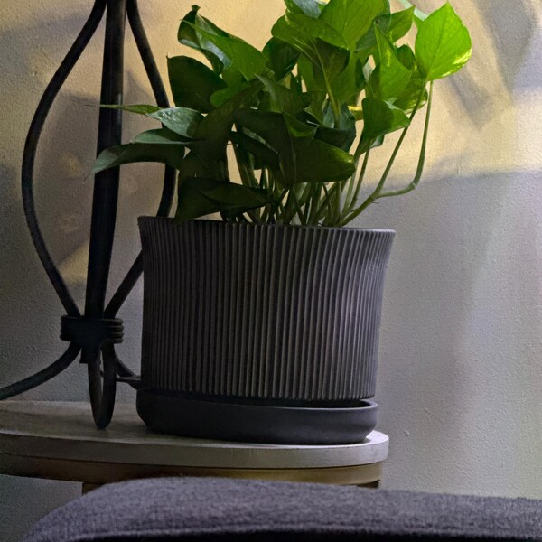 Kei Yoki African Violet Starter Plant ALL PLANTS Require You to ...