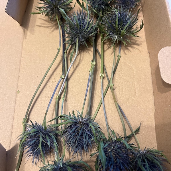 Dried Eryngium, Natural Blue Thistle, Dried Thistle, Natural Dried ...