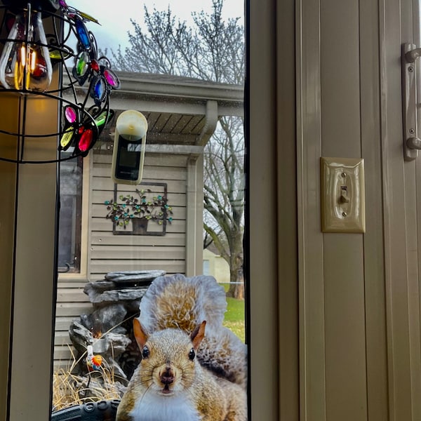 Pvc-free Peeking Squirrel Window Decal, Animal Cling, Kids, Nature ...