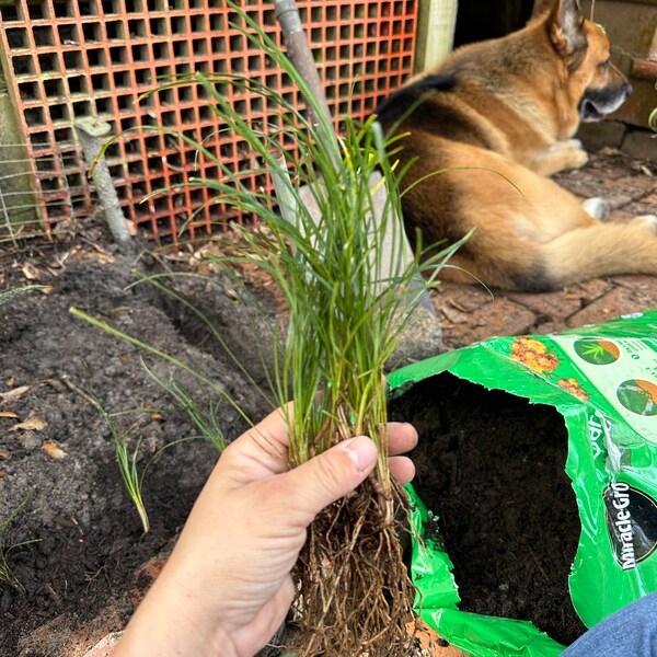200 Individual Mondo Grass Plants - Ornamental Grass - Bare Root ...