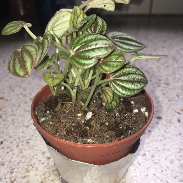 Peperomia Piccolo Banda Plant, Peacock Peperomia, 2.5 Inches, Textured ...