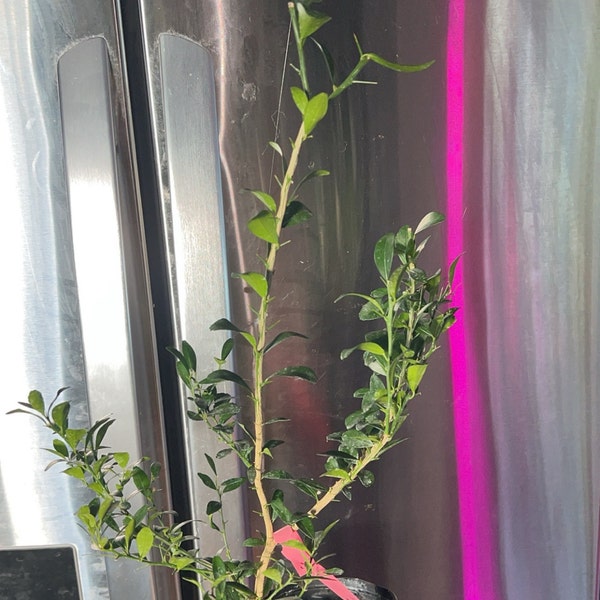Finger Lime Tree , 1/2 Gallon Pot - Microcitrus Australasica in 1/2 Gal ...