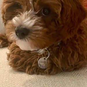 Mini Dog Tag Dog Tags for Dogs Oval Dog Tag Personalized | Etsy