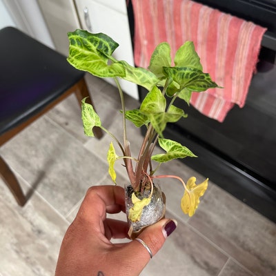 Syngonium Batik Starter Plant all Starter Plants Require You to ...