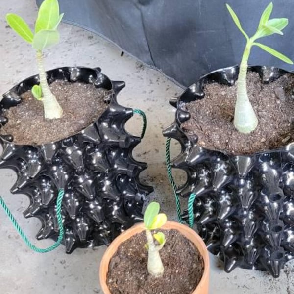 1 Grafted Double "purple Fire" Adenium /desert Rose Plant. 5-7 Inch ...