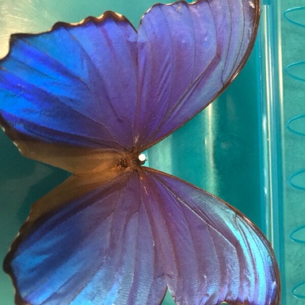 Blue Morpho Butterfly, Preserved Butterfly, Real Blue Butterfly, Real ...
