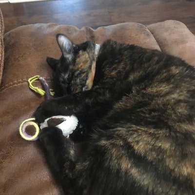 Three Candy-coated Popcorn Cat Toys Filled With Organic Catnip - Etsy