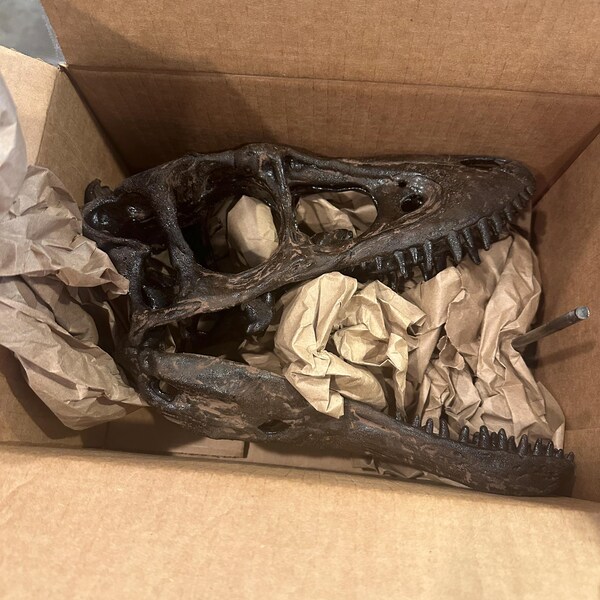 Life Size Utahraptor Skull - Etsy Canada