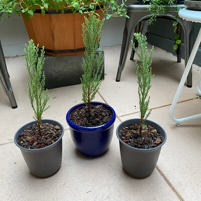 3 Giant Sequoia Trees California Redwood Potted 812 Tall Seedlings Free ...