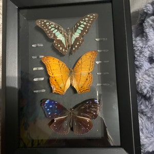 Real Butterfly Frame | Etsy