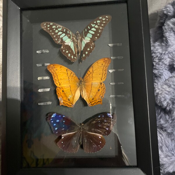 Real Butterfly Frame - Etsy