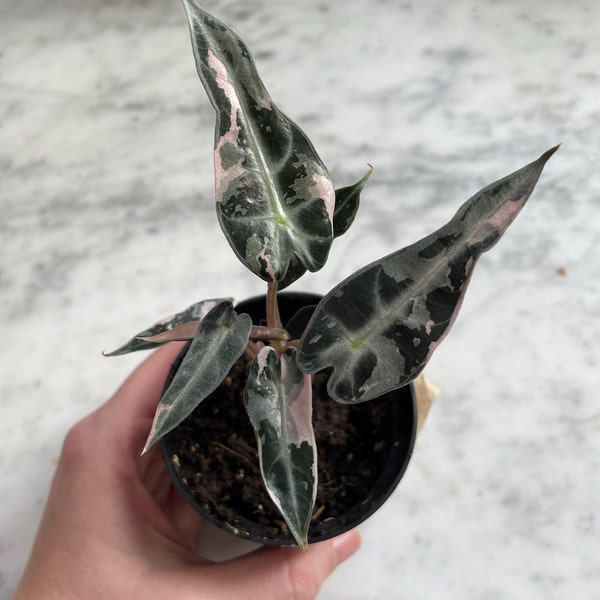 Boho Bamboo Plant Stand | Plant Gifts - Etsy