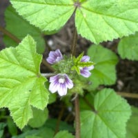 Giggles Dahlia Seeds - Attracts Pollinators, Long Blooming Season ...