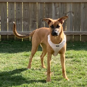 Boho Rainbow Dog Harness Cute Dog Harness & Leash Set Cute Dog Collar Boho Dog Collar XXS to ...