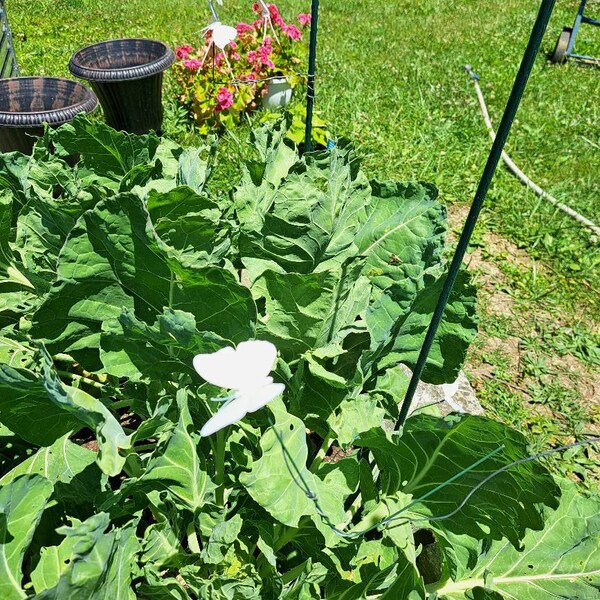 12 Cabbage Moth Decoy, White Butterfly on Stake, Cabbage Moth Decoys - Etsy