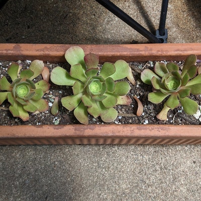 Aeonium Blushing Beauty, Large Stem Cuttings, Multiple Colors Change ...