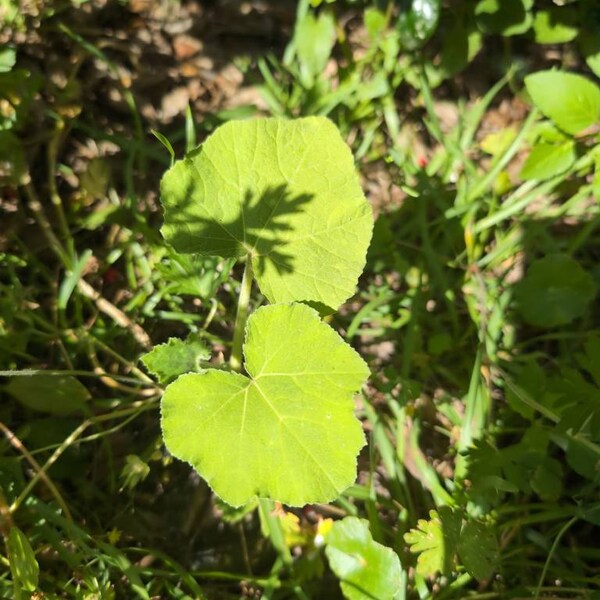 Barberry Bush Seeds: Berberis Vulgaris, Edible Berries - 20 Seeds - Etsy