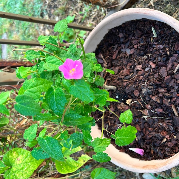 Pavonia, Rock Rose, Mallow 1 Gallon Live Plant - Etsy
