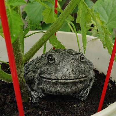 Chilled and Relaxed Toad Concrete Statue Free Shipping Home or Garden ...