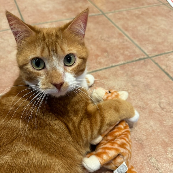 Sunray the Manta Ray TY Beanie Baby - Etsy