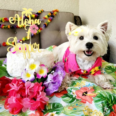 Music Note Cupcake Picks Treble Clef Note Picks Music Party - Etsy