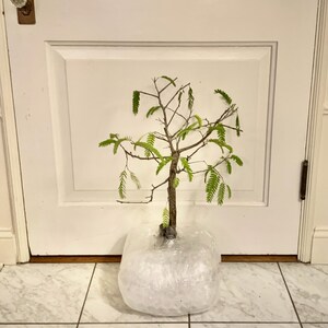 Purple Trumpet Bonsai Tree inner Feeling Collection From Cute Little ...