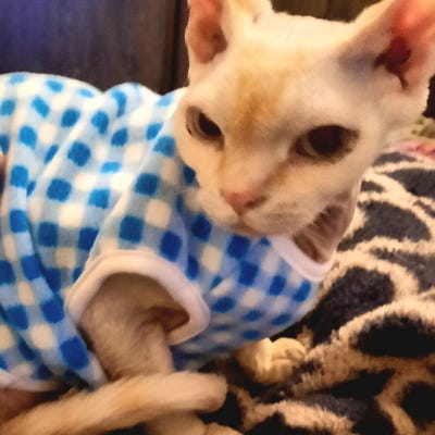 Stunning Cat Lovers Pink Gift Box Hamper Gift Box for Cat Lover Cat ...