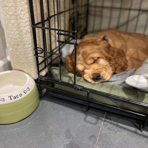 Personalised Spaniel Bowl | Long Eared Dog Bowl | Spaniel Food Bowl ...