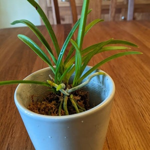 Phal. Tzu Chiang Chrisna, Fragrant Smell Like Roses - Etsy