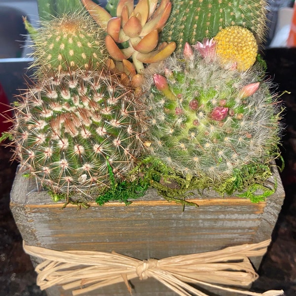 Cactus Arrangement- Green Gift. - Etsy