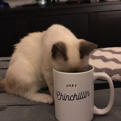 Even Jesus Had A Fish Story Christian T Shirt Jesus T Shirt Funny Jesus ...