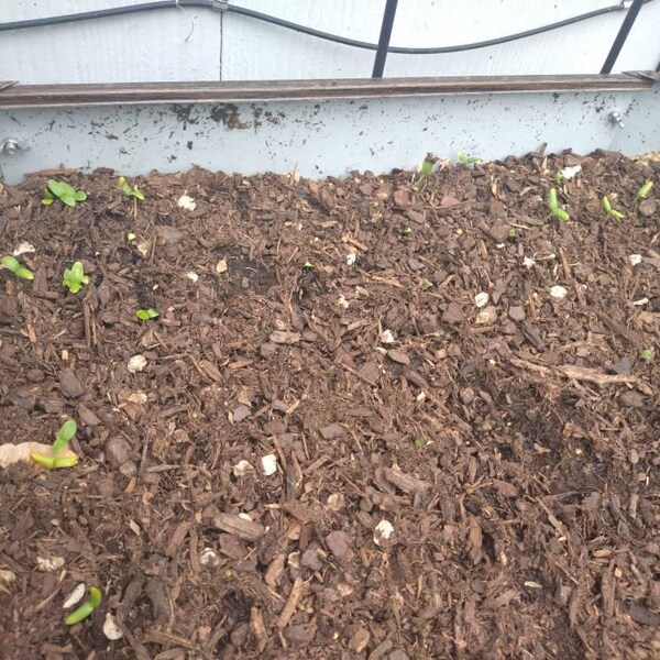 Firecracker Chili Pepper Seeds, Edible Ornamental Pepper, Heirloom Hot ...