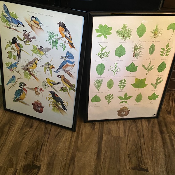 Smokey Bear Tree ID Poster - Etsy