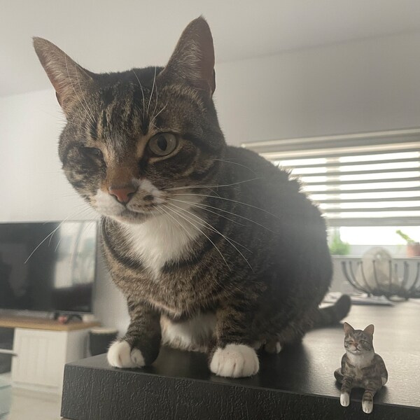 Personalized Custom Cat Wedding Cake Topper , Dog Caketopperpets ...