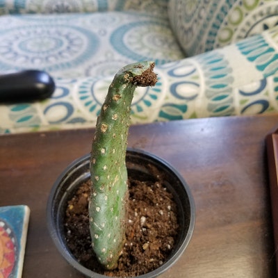 Opuntia Rubescens Road Kill Cactus Rare Succulent Live Smooth Cacti ...